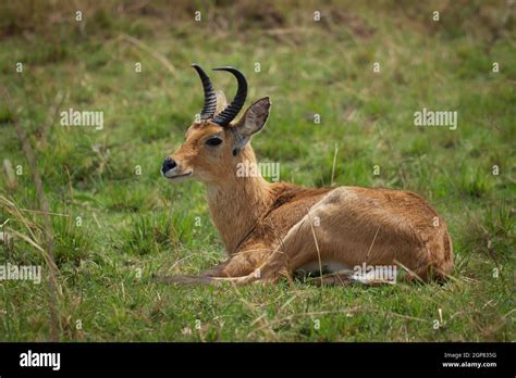 Bohor Reedbuck Redunca Redunca Antelope Native To Central Africa