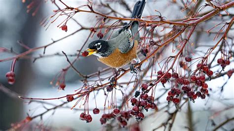 Forest Regeneration After Logging Key Strategies And Benefits