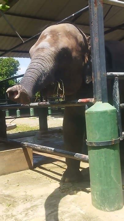 මේ වගේ අලියෙක් නැටුමක් දැකලා තියෙනවද 🙀🤔 Youtube