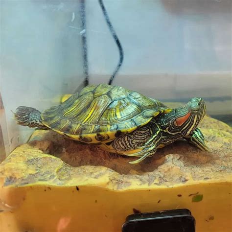 How To Tell If A Turtle Is Male Or Female Things To Look For