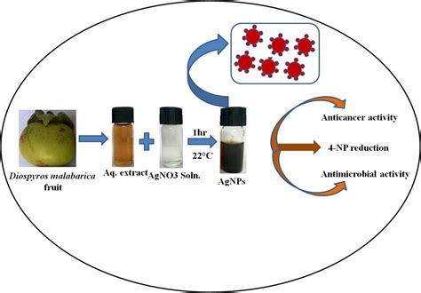 Green Synthesis Of Silver Nanoparticles Using Diospyros Malabarica Fruit Extract And Assessments