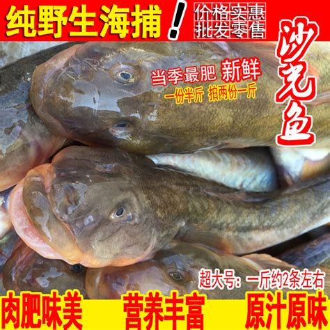 沙光鱼最大有多大 大沙光鱼图片 沙光鱼 大山谷图库