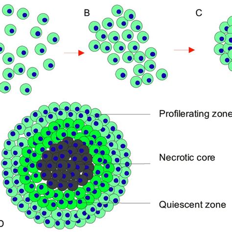 Pdf Microfluidic Technology For The Generation Of Cell Spheroids And Their Applications