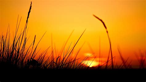 Online Crop Green Grass Grass Sun Hd Wallpaper Wallpaper Flare