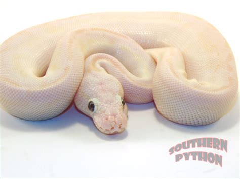 Morph List World Of Ball Pythons