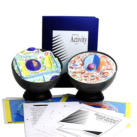 Plant And Animal Cell Model Activity Set India Manufacturers