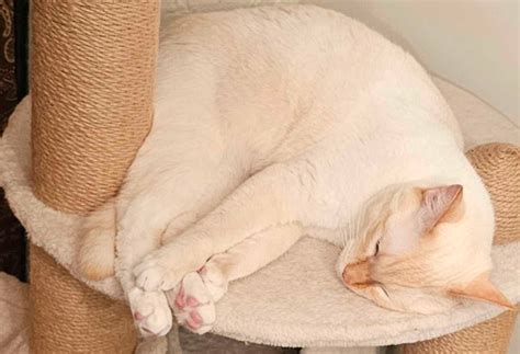 Neutered Males Siamese Flamepoint Cats And Kittens For Rehoming Edmonton Kijiji