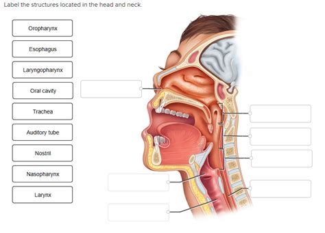 Solved Label The Structures Located In The Head And Neck Chegg