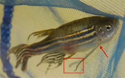 17 Common Koi Fish Diseases To Look Out For In Backyard Ponds
