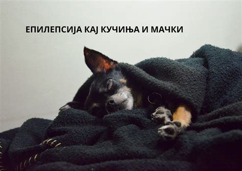 Пубертет кај мачките