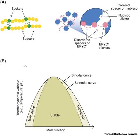 From Algae To Plants Understanding Pyrenoid Based Co2 Concentrating
