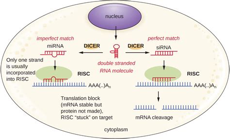 Rna Interference Technology By Openstax Page 59 Jobilize