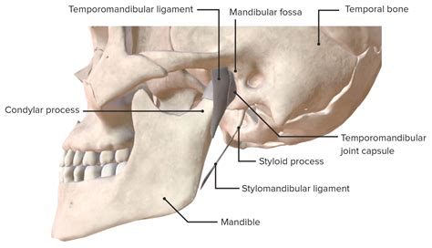 Mandibular Fossa Of Temporal Bone