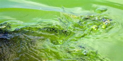 How Does Algae Affect Oxygen In Water At Eva Harpur Blog