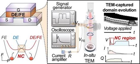 Direct Observation Of Ferroelectric Domain Switching Dynamics Under Negative Capacitance