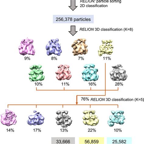 Cryo Em Image Processing And 3d Reconstruction Download Scientific Diagram