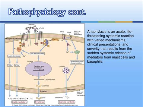 Ppt Anaphylaxis Powerpoint Presentation Free Download Id 3856049