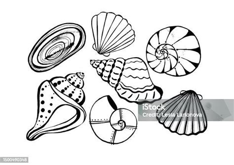다양한 유형의 쉘 세트입니다 흰색 바탕에 검은색 윤곽선으로 그려져 있습니다 0명에 대한 스톡 벡터 아트 및 기타 이미지 0명 강 개체 그룹 Istock