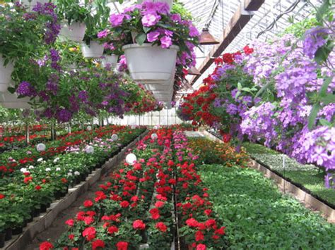 დეკორატიული მცენარეების მეურნეობა ეკოსოფელი მომავლის სოფელი