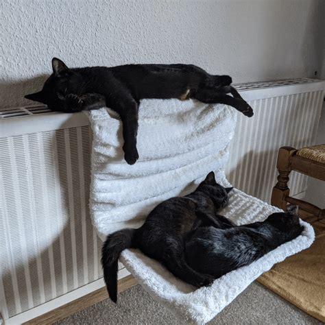 This Isnt Just A Cuddle Puddle This Is An Entire Cuddle Waterfall 🖤🖤🖤 R Thecuddlepuddle