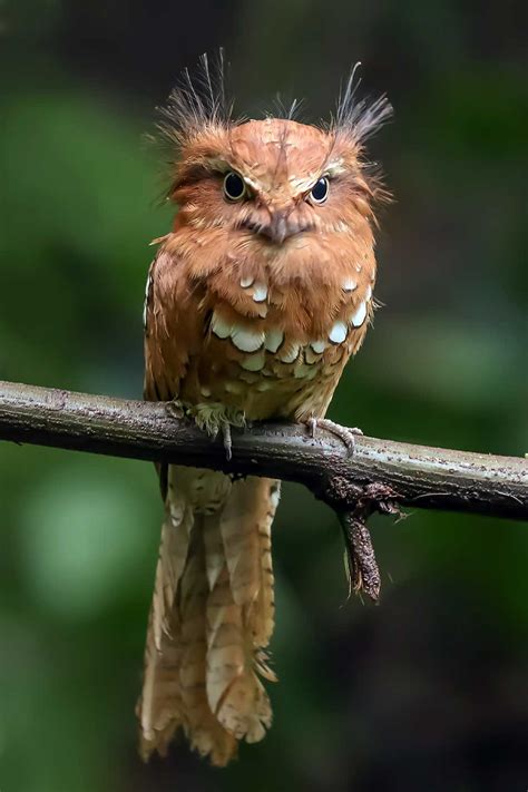 Pritam Dey Insearchpk