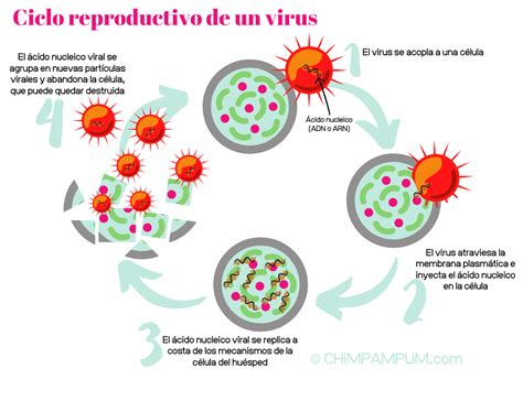 Cómo Se Reproducen Los Virus Chimpampum