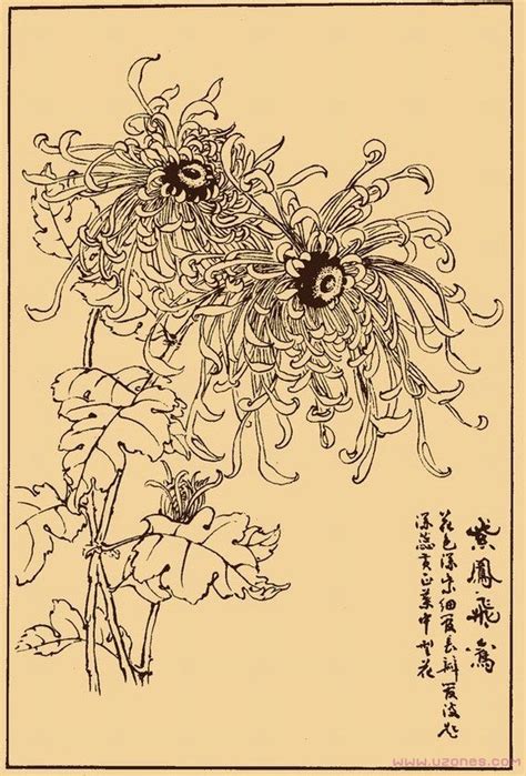 手绘菊花简笔画图片优秀作品 巧巧简笔画