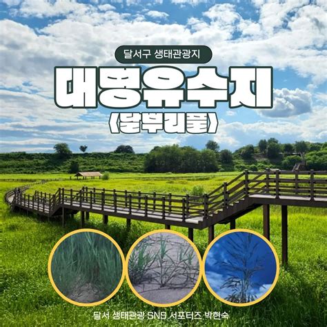 박현숙 대구 달서구 생태관광 ⭕️대명유수지 에 사는 식물 🌿달뿌리풀 맹꽁이 최대