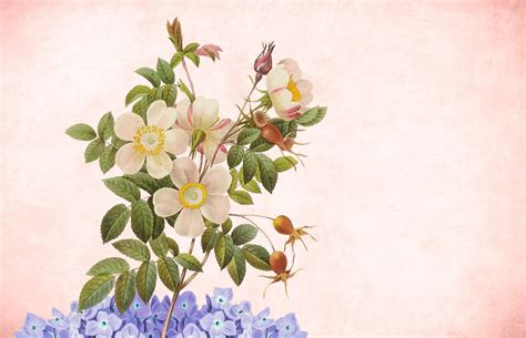 무료 이미지 꽃 무늬의 배경 노랑 Garden Frame 포도 수확 카드 미술 손 애정 애인 축하 꽃다발 장식적인 인사 초대 자연 그림