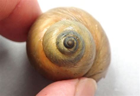 サキグロタマツメタ 軟体 市場魚貝類図鑑