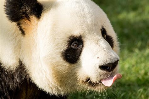 Clipart De Panda Mignon Panda Cartoon Vector Art And Graphics