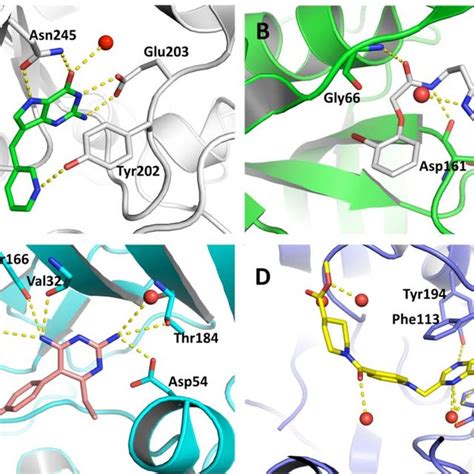 Crystallographic Structures Of Enzyme Inhibitor Complexes A