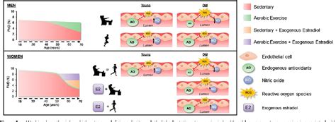 Figure 1 From Vascular Adaptations To Habitual Exercise In Older Adults Time For The Sex Talk