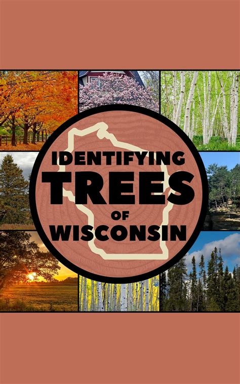 Identifying Trees Of Wisconsin A Simple Identification Guide Book To Identify Tree Leaves Bark