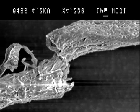 Scanning Electron Micrograph Of A Fibre After A Thermal B