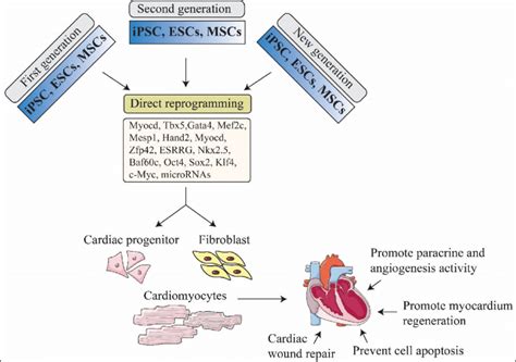 Direct Reprogramming Of Stem Cells Into Cms And Their Function In Heart Download Scientific