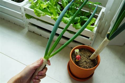 집에서 대파키우기 파테크 성공 네이버 블로그