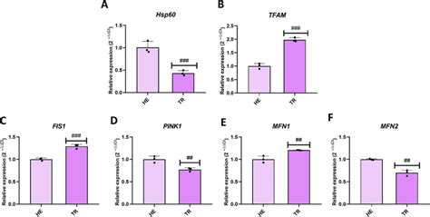 Mitochondrial Dynamics And Oxidative Stress In Gmsc Cells