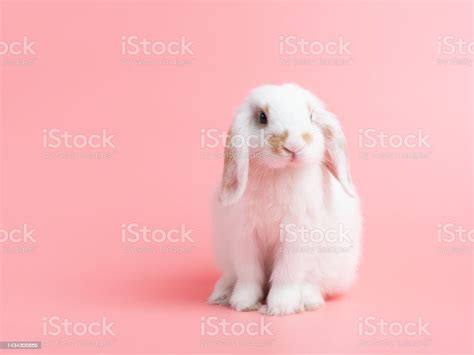 아기 흰색 네덜란드 Lop 토끼는 분홍색 배경에 앉아 있습니다 어린 토끼의 사랑스러운 행동 토끼에 대한 스톡 사진 및 기타