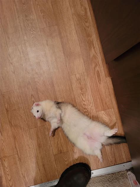 Behold My Monty Scrolller