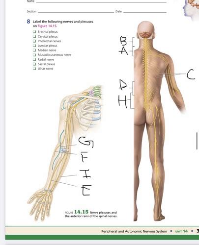 Nerves And Plexus PNS ANS Flashcards Quizlet