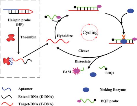 Sensitive And Homogeneous Protein Detection Based On Target Triggered Aptamer Hairpin Switch And