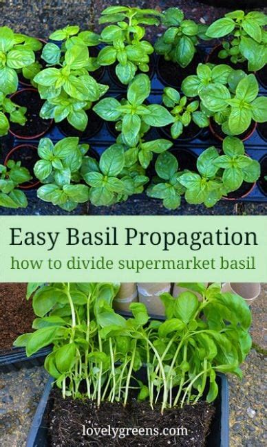 How To Grow Grocery Store Basil Lovely Greens