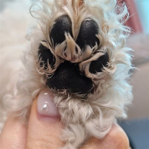 강아지연고 추천 강아지 발 습진 피부병 연고 발사탕에 좋은 발바닥 보습제는 자유펫 시코니딘 네이버 블로그