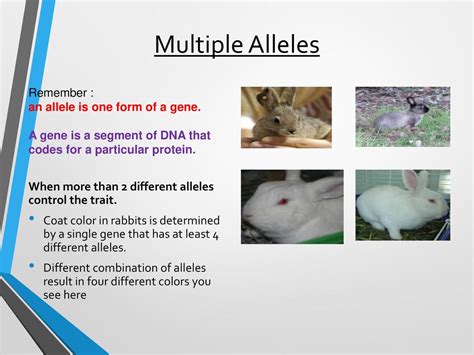 Multiple Alleles Rabbits