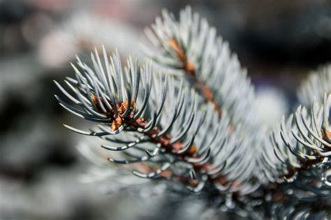 무료 이미지 자연 분기 겨울 잎 서리 가을 식물학 전나무 플로라 시즌 작은 가지 야생화 구과 식물 닫다 이파리 바늘 매크로 사진 꽃 피는