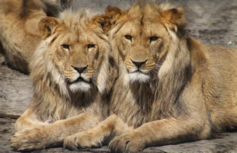 Two Male Lions Caught Having Sex But What They Did Next Was