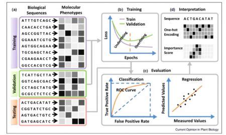 Review Deep Learning For Plant Genomics And Crop Improvement Curr Opin Plant Biol Plantae