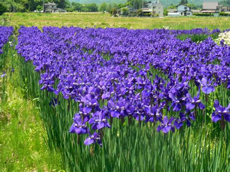 北アルプスを背景にあやめ畑がお目見え 信州安曇野の風