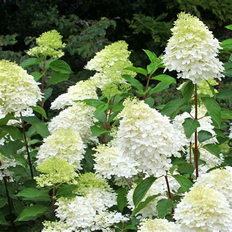 Phantom Hydrangea Tree Form For Sale Online The Tree Center